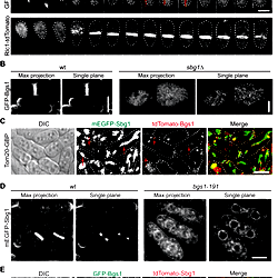 Sbg1 and Bgs1 are interdependent for localization.