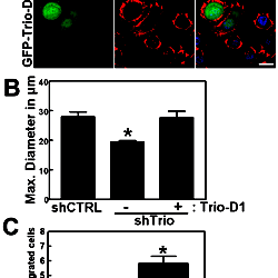 Trio-D1 rescues the spreading and migration defect in Trio-deficient cells.
