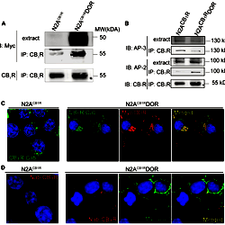 Association between CB1R and DOR alters CB1R localization.