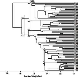 UPGMA dendrogram of genus Camellia based on leaf architectural ...