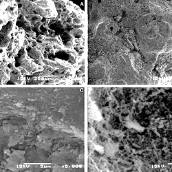 Biodegradation of Methyl Tertiary Butyl Ether (MTBE) by a Microbial ...