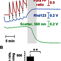 ROS production by isolated mitochondria before and after MPTP opening.