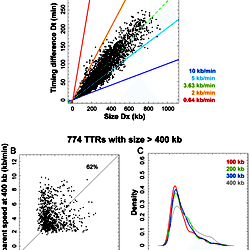 Replication Speeds along TTRs.