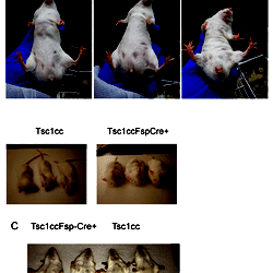 Survival and gross skin features of Tsc1ccFsp-cre+ mice.