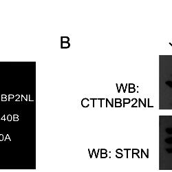 Confirmation of a binding interaction within the STRN complex.