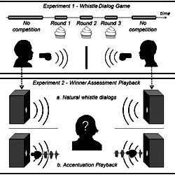 Schema of the experiments.
