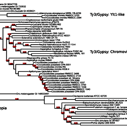 Maximum-likelihood phylogenetic tree of the most successful LTR ...