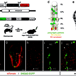 Engineered Rabies Virus Allows Monosynaptic Circuit Tracing in Olfactory Bulb.