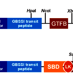 Schematic depiction of two different binary vector constructs (a ...