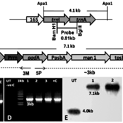 Characterization of transplastomic plants.