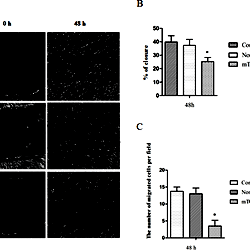 The inhibition of cell migration by mTOR-siRNA.