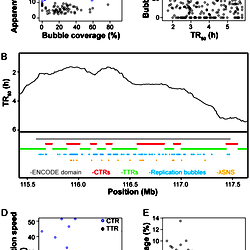 Analysis of replication bubble and λ-SNS coverage in ENCODE CTRs and TTRs.