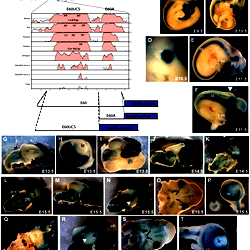 The E60 element is an ultraconserved enhancer driving a complex ...