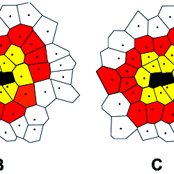 Illustration of cellular automaton rules.