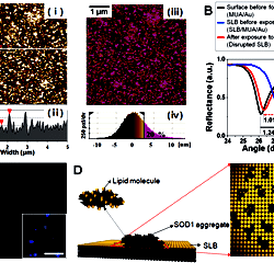 The formation of defects within the SLB by the interaction between the ...