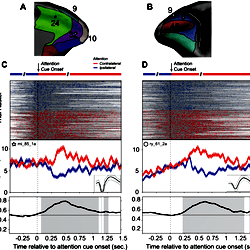 Example spike rasters.