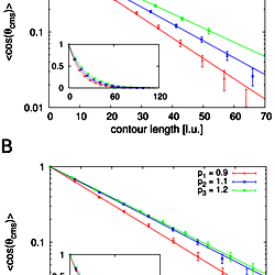 Directional correlation functions for model chromatids with varying parameters.