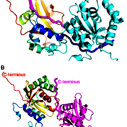 Interactions of the N- and C-terminal segments with neighboring molecules.