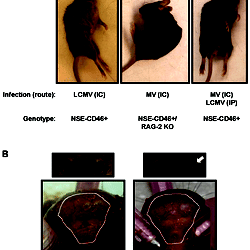 Postmortem examination of neuropathogenesis in co-infected mice shows ...