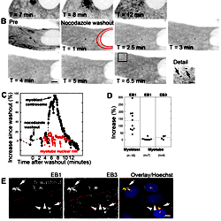 Timelapse recordings of EB1- or EB3-GFP highlight differences between ...