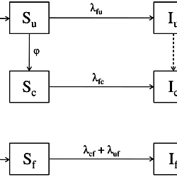 Simplified model diagram.