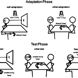 Description of the adaptation phase and the test phase.