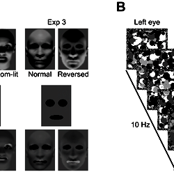 Stimuli and procedure.