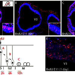 BrdU labeling 2, 6, 10 or 24 h after injection at E11.