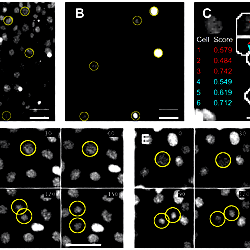 Magnified section of an image obtained from the Cellomics automated ...