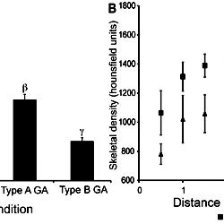 Comparisons of skeletal density.