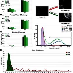 Comparing cell culture of hPSCs using the standard (SCP) or the ...