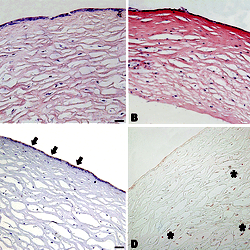 Phenotype and histological sections of the constructed rabbit anterior ...