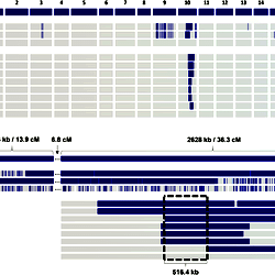 Introgression maps of Cornell-bred and heirloom Cucurbita inbreds.