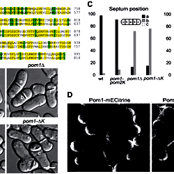 The Pom2 kinase domain complements the Pom1 kinase domain.