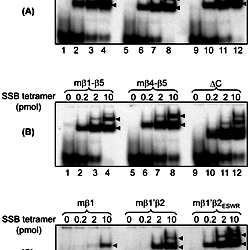 Electrophoretic mobility shift assays using 32P labeled 79mer ssDNA.
