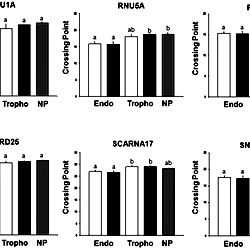 Real Time PCR Crossing Point Values in Pig Reproductive Tissues.