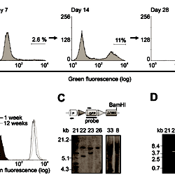 Generation of master cell lines.