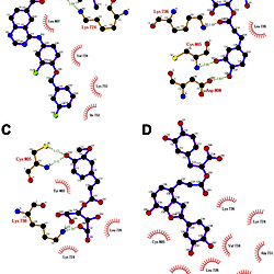 Protein-ligand interaction analysis by LIGPLOT.