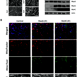 MyHC and MyoG positive cells are also MitoTracker positive.
