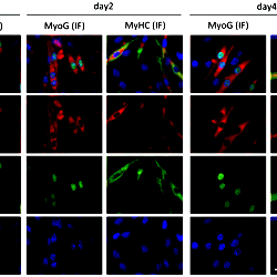 MyHC and MyoG positive cells are also MitoTracker positive.