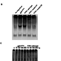 Confirmation of PU.1 binding to FPR1 promoter by EMSA.