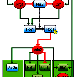 A model of Ada2 within the broader network of capsule, mating, and ...