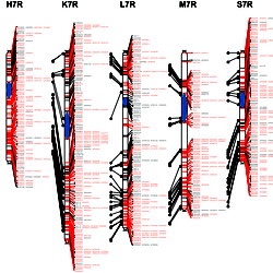 Consensus map of chromosome 7R.