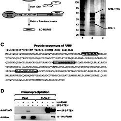 Identification of RNH1 as a novel PTEN-interacting protein.