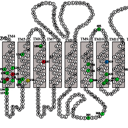 Secondary structure of AmpG from PAO1.