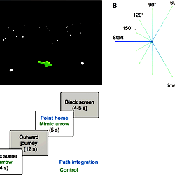 Schematics of the fMRI path integration task.
