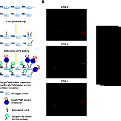 E. coli proteome chip assays with LfcinB.