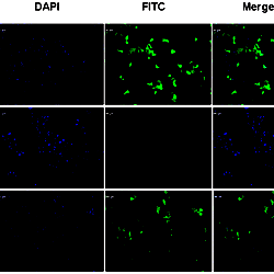 Immunofluorescent staining of influenza infected cells.