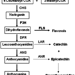 Schematic overview of the flavonoid biosynthesis pathway in plants.