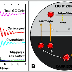 The modified cyclic re-entry model.